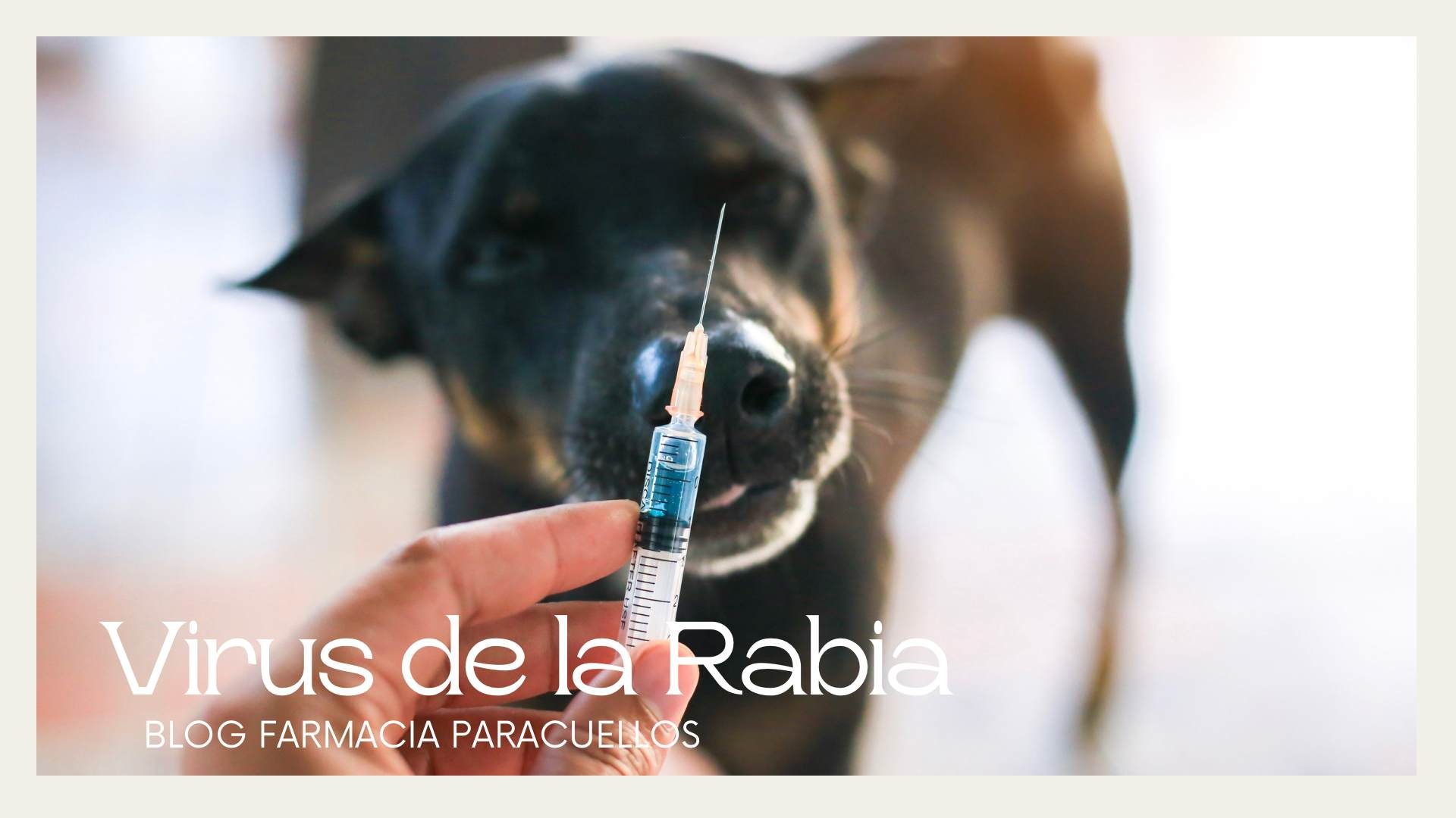 Ciclo De Vida Del Virus De La Rabia Rabia
